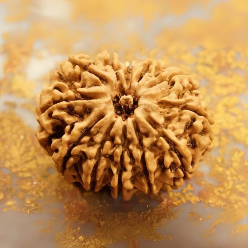 Nepali Rudraksha Beads, Buy Original Neopalis Rudraksha Bead